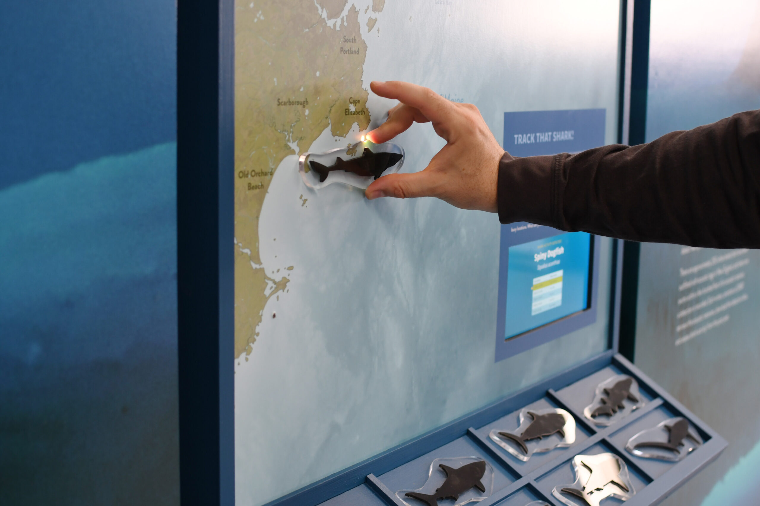 Shark Tracker – Perch Design Studio | Portland, Maine